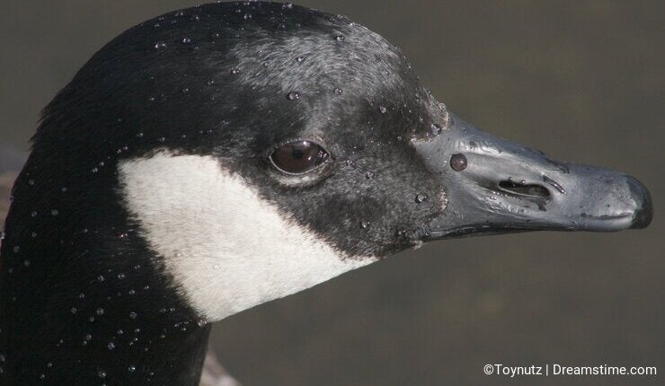 Wild Birds of Bend, Part Two - Dreamstime