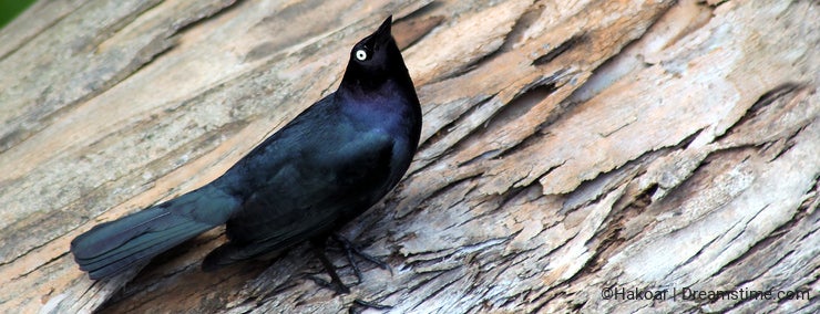 Wild Birds of Bend, Part Two - Dreamstime