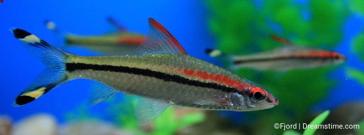 Try to shoot the halobios - Dreamstime