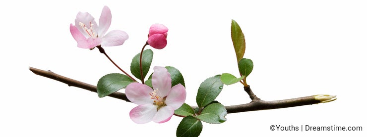 The spring of hope ! - Dreamstime