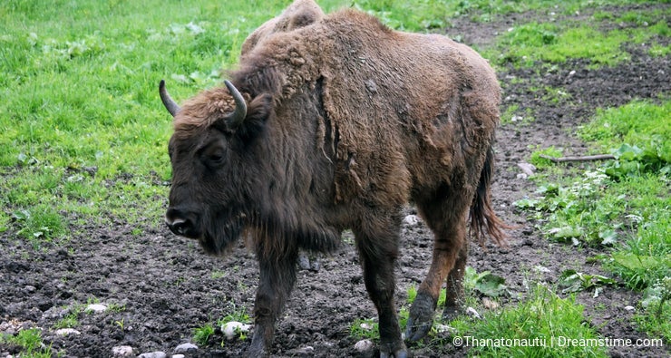 Rare Buffalo - Dreamstime