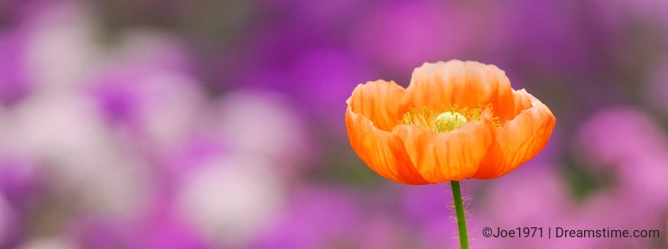 Spring - Dreamstime