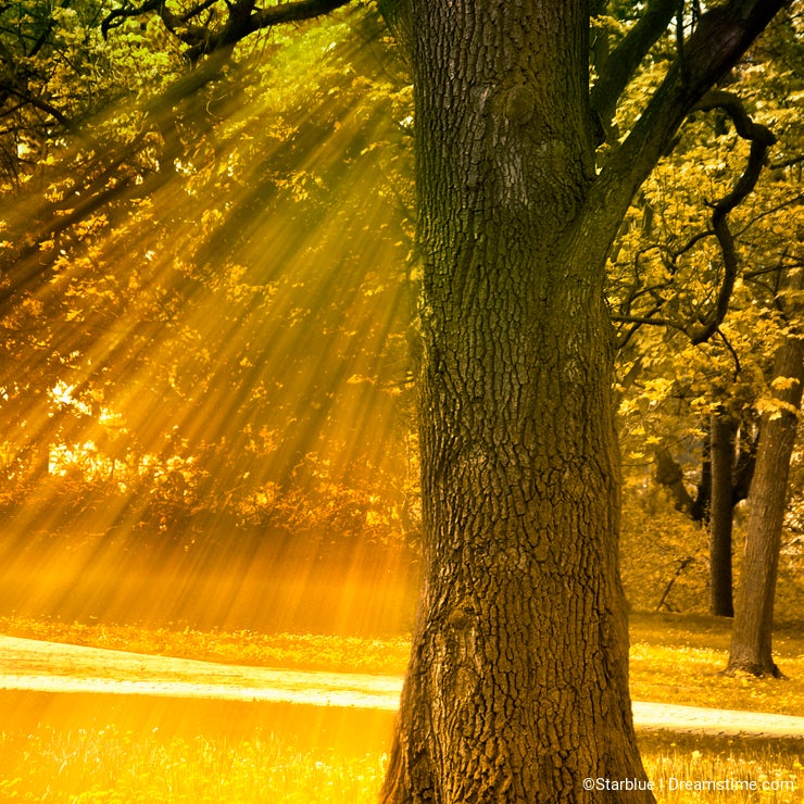 Photographing trees - Dreamstime