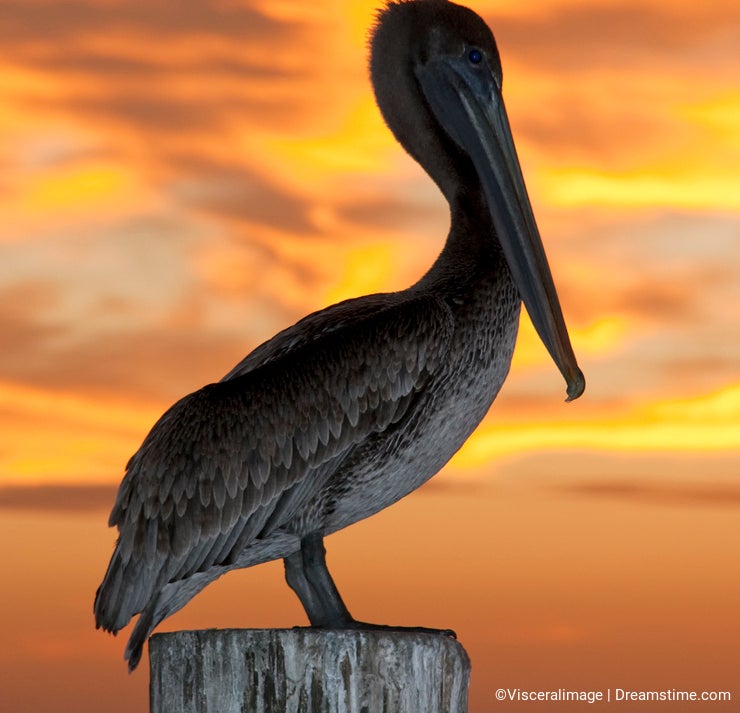 Wildlife Photography Secrets: Angle of Light - Dreamstime