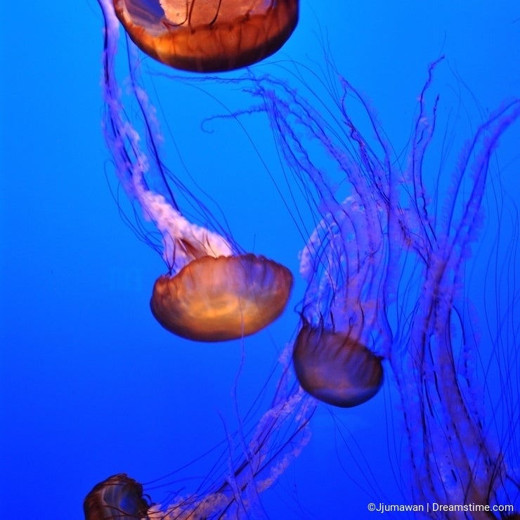 Jellyfish Collection - Dreamstime