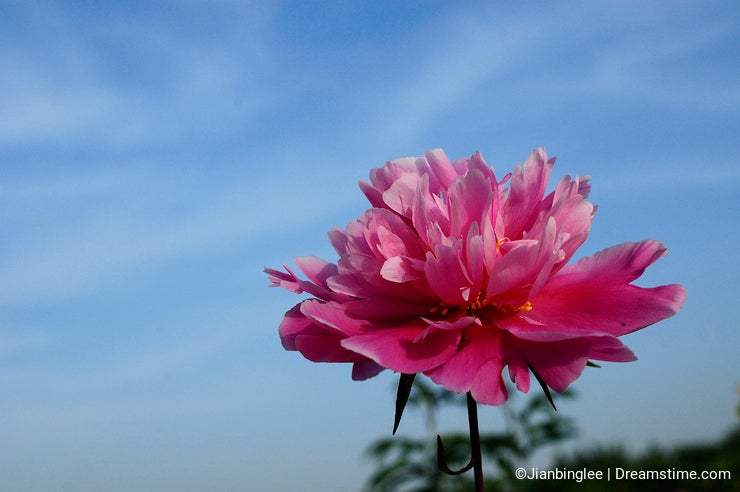 Free picture - Dreamstime