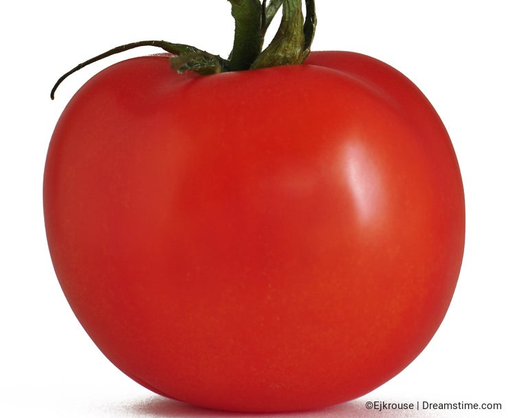 Post Your Tomato Pics! - Dreamstime