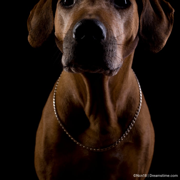 LOWKEY IMAGES - Dreamstime