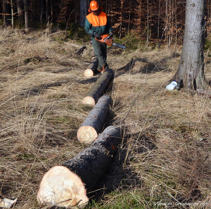 Lumberjack - great day shooting forest work - Dreamstime