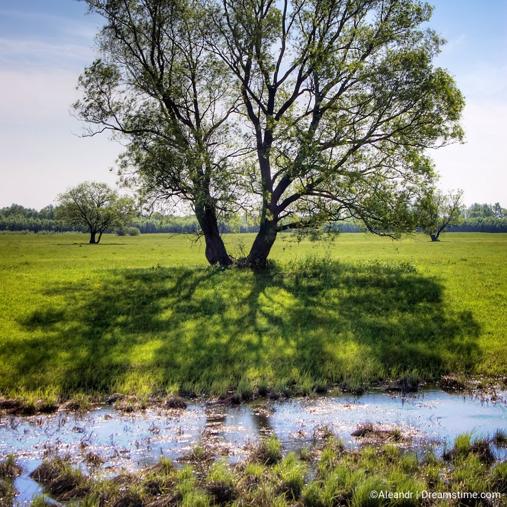 Sunny Spring Days - Dreamstime