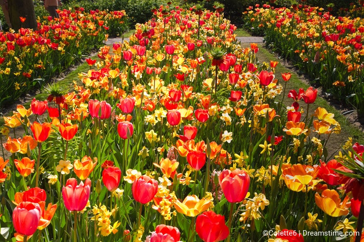 Sunny Spring Days - Dreamstime