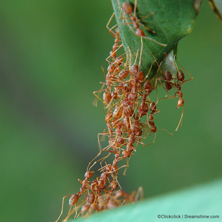Western Thatching Ants (Formica obscuripes) - Dreamstime