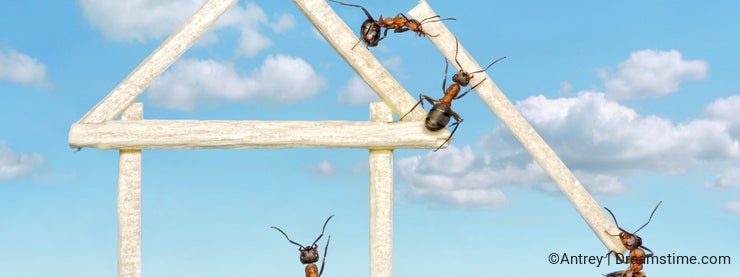 Western Thatching Ants (Formica obscuripes) - Dreamstime