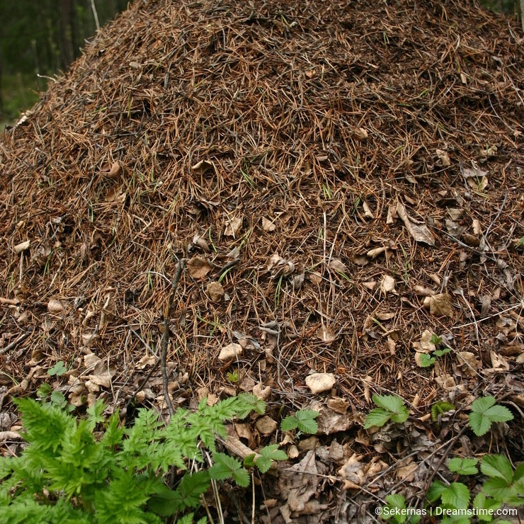 Western Thatching Ants (Formica obscuripes) - Dreamstime