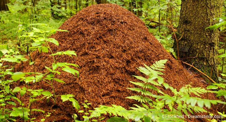Western Thatching Ants (Formica obscuripes) - Dreamstime