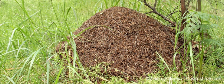 Western Thatching Ants (Formica obscuripes) - Dreamstime