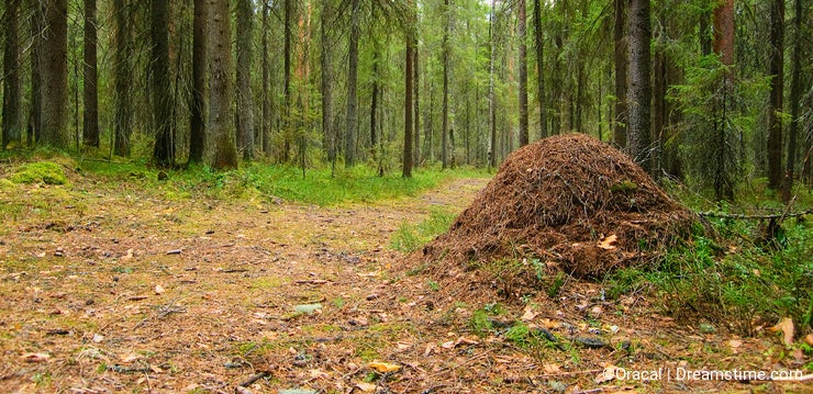 Western Thatching Ants (Formica obscuripes) - Dreamstime