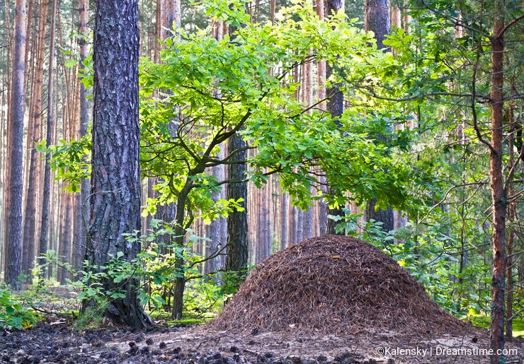 Western Thatching Ants (Formica obscuripes) - Dreamstime