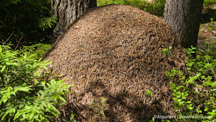 Western Thatching Ants (Formica obscuripes) - Dreamstime