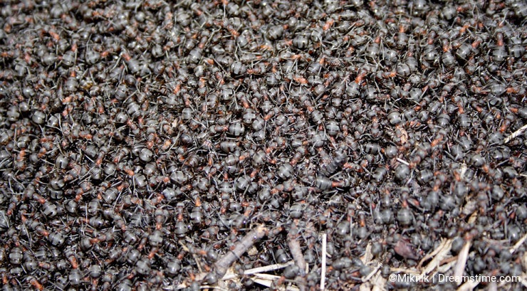 Western Thatching Ants (Formica obscuripes) - Dreamstime
