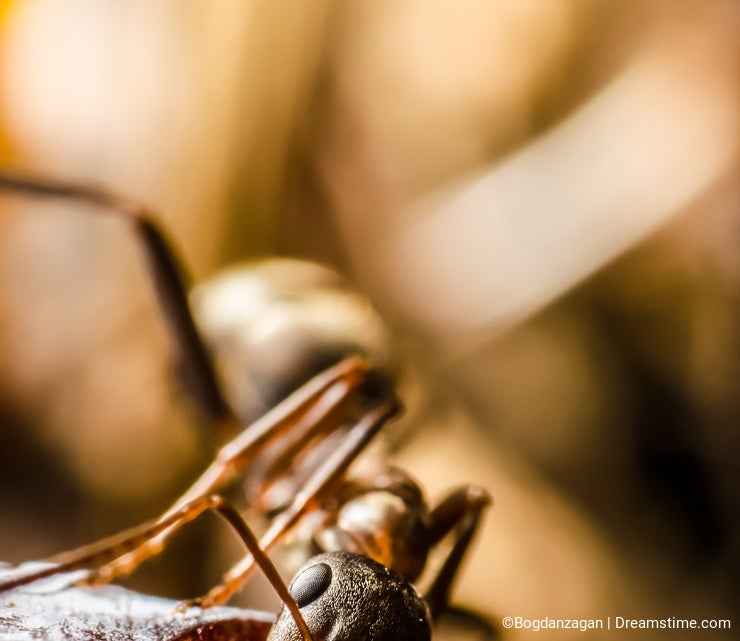 Macro photography - true macro lenses - Dreamstime