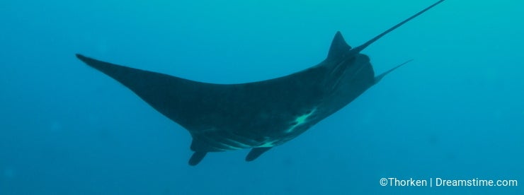 Hunting manta rays on Manta Dropp-off - Dreamstime