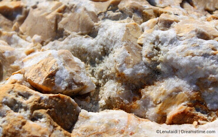 Tinder fungus - Dreamstime