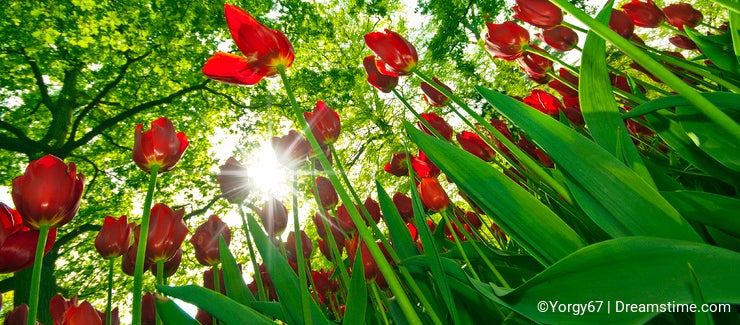 Colorful Moments of Spring - Dreamstime