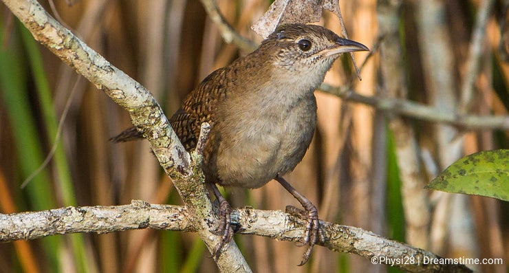 The Zapata Wren: an extreme example for endemism - Dreamstime