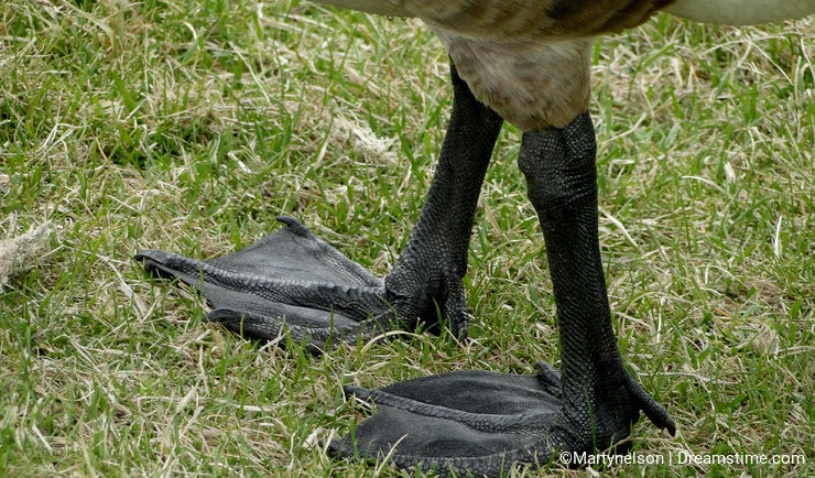 Goose Feet and Thinking Outside the Box - Dreamstime