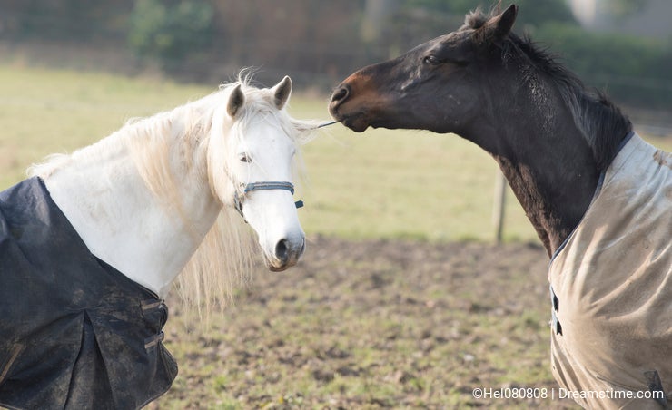 Social Behavior of Horses - Dreamstime