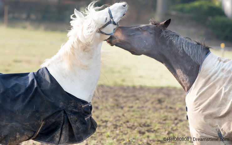 Social Behavior of Horses - Dreamstime