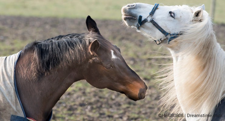 Social Behavior of Horses - Dreamstime