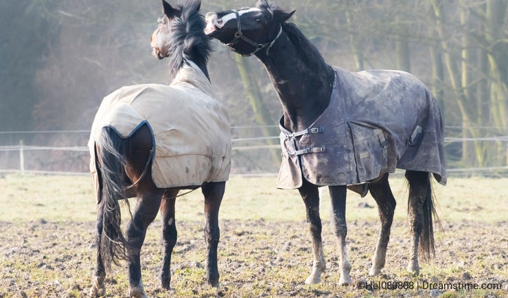 Social Behavior of Horses - Dreamstime