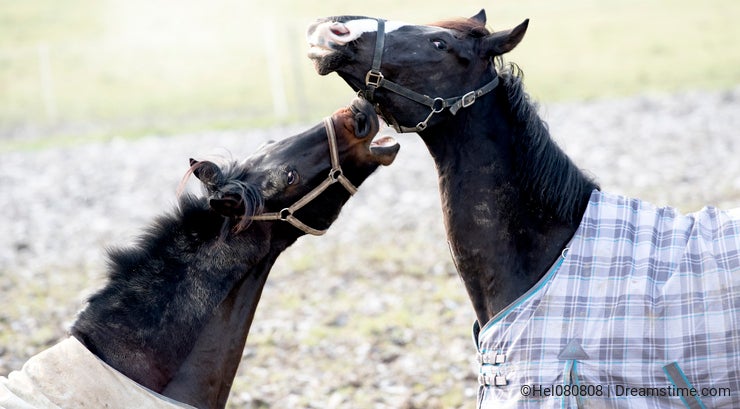 Social Behavior of Horses - Dreamstime
