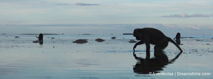 Monkeys in the Sea - Dreamstime