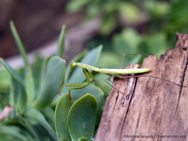 The mantis and the lizard: history of a conversery predation - Dreamstime