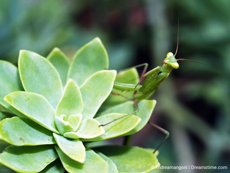 The mantis and the lizard: history of a conversery predation - Dreamstime