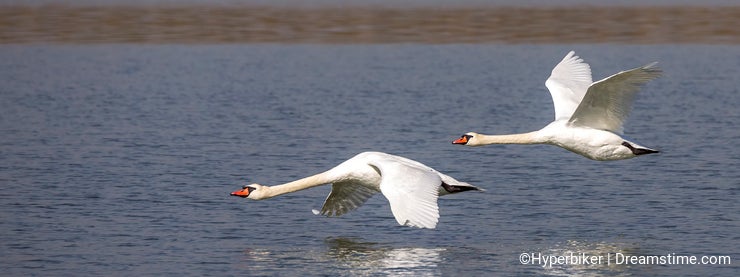 Get to know the birds of Turkey - 14 - Dreamstime
