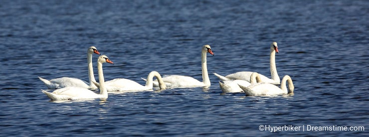 Get to know the birds of Turkey - 14 - Dreamstime