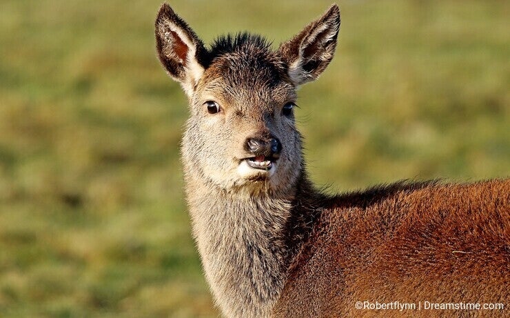 Dear Deer, I think these are two of my best - Dreamstime