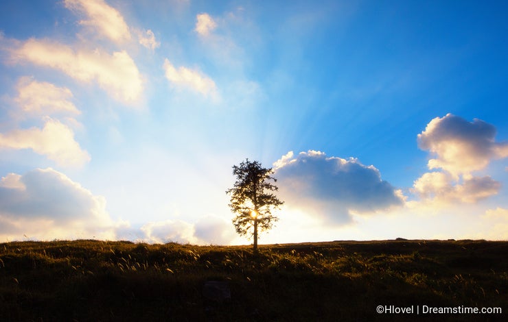 A glowing tree - Dreamstime