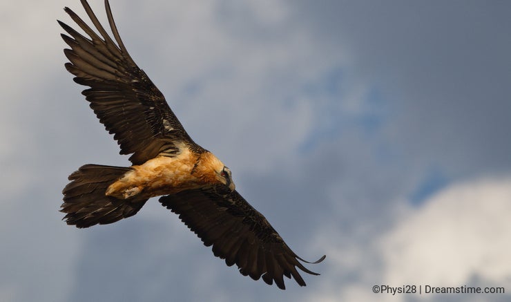 Birds of Catalonia - Dreamstime
