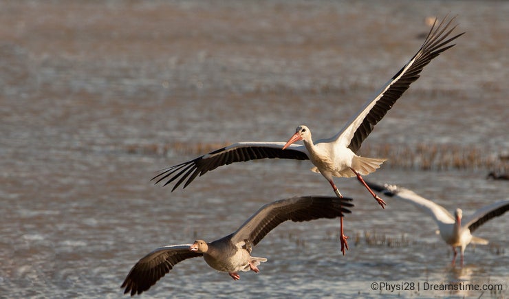 The Greylag Goose - Dreamstime