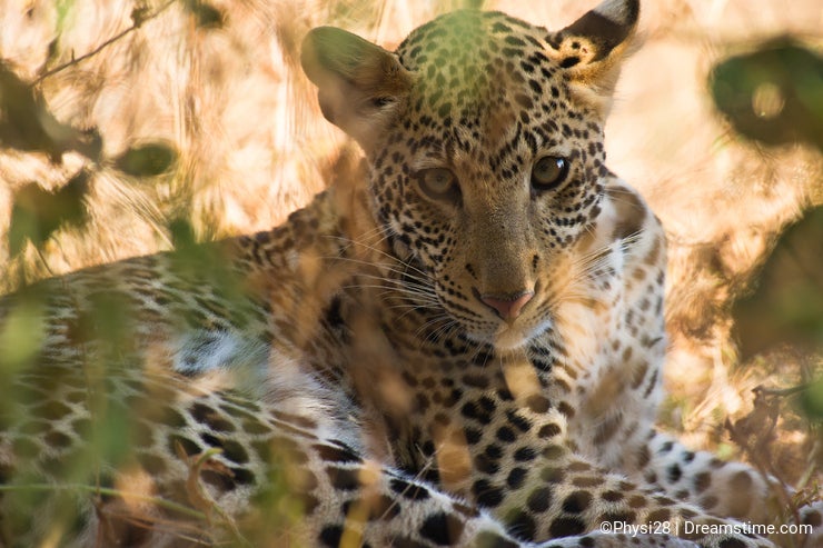 Leopards - Dreamstime