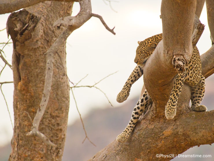 Leopards - Dreamstime