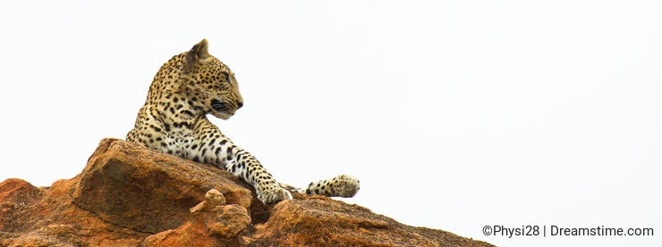 Leopards - Dreamstime