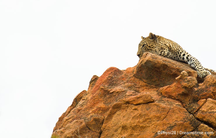 Leopards - Dreamstime