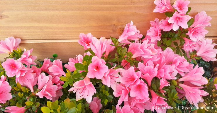 Two years with Dreamstime - Dreamstime