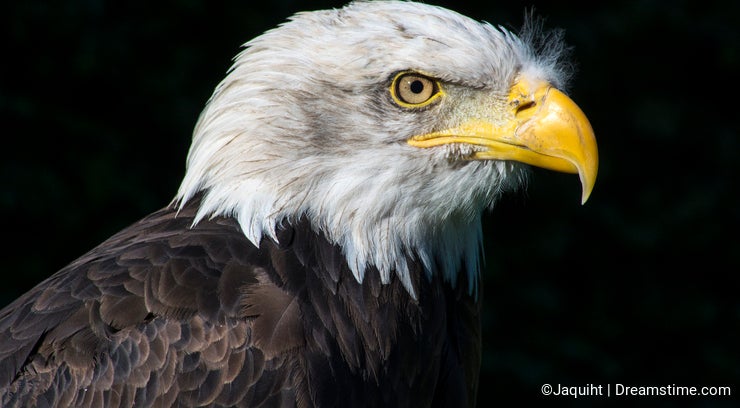 Unsociable - Dreamstime